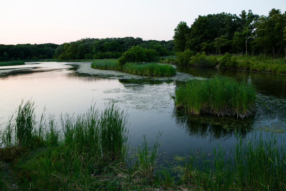 Chicago Ecosystems – and Where to Explore Them – sandhillcoffee